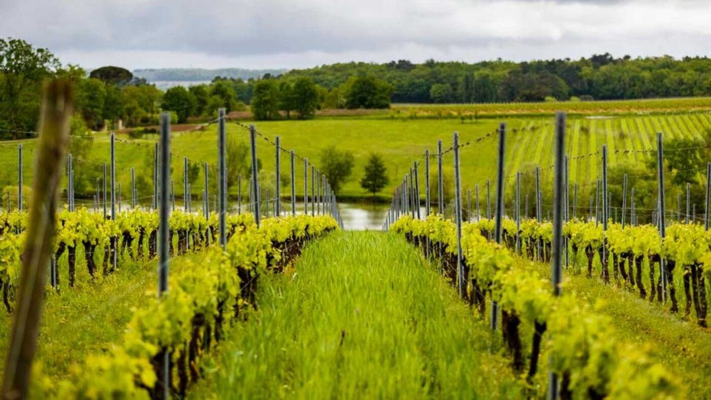 This French Winery Is Dedicated To The Organic Side of Wine – duPont ...