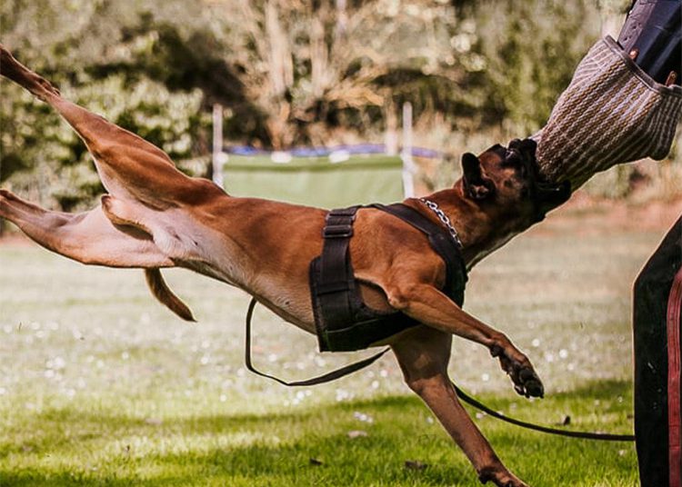 Discover International Defense K9: Family and Personal Protection Dogs